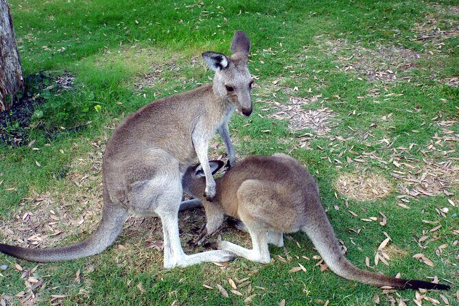 Walking with Wild Kangaroos Private Half-Day Trip from Sydney - The Kangaroo Viewing Experience