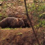 Walking with Wild Wombats Private Day Trip from Sydney - Travel Timing and Group Size