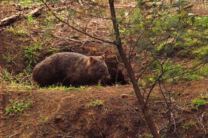 Walking with Wild Wombats Private Day Trip from Sydney - Travel Timing and Group Size