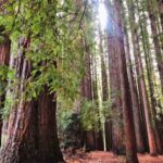 Warburton: Redwood Forest Mountain Bike Adventure - Evaluating the Cost and Overall Value