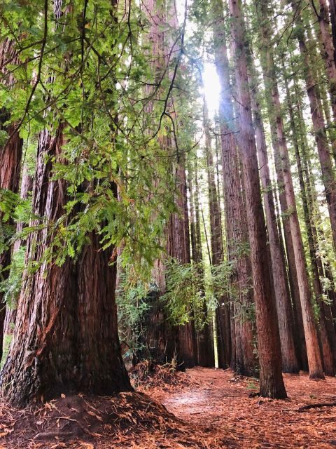 Warburton: Redwood Forest Mountain Bike Adventure - Evaluating the Cost and Overall Value