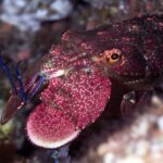 Warkworth: Full-Day Scuba Dive Charter at Hen and Chickens - The Dives & Spots