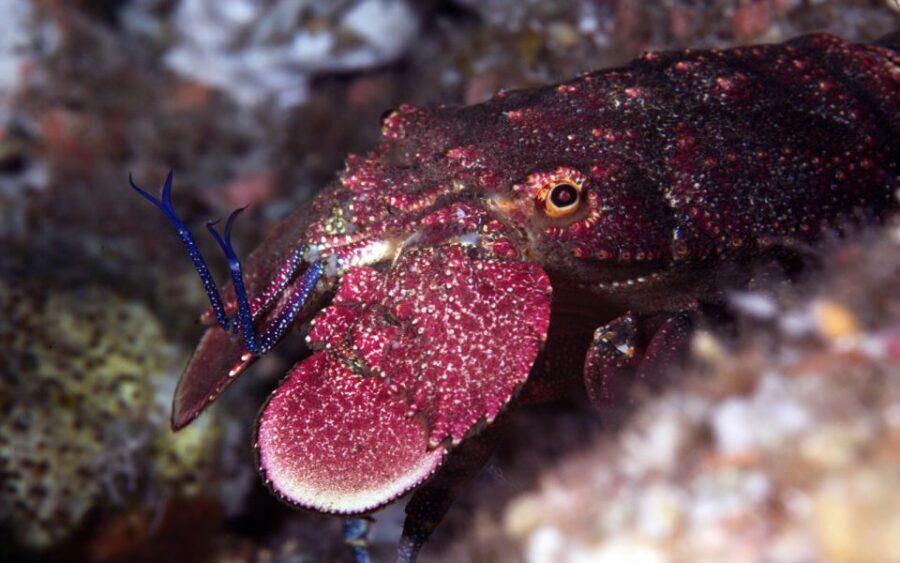 Warkworth: Full-Day Scuba Dive Charter at Hen and Chickens - The Dives & Spots