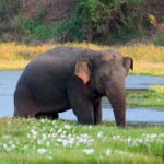 Wasgamuwa National Park Entrance Ticket with Private Safari - Pricing and Value