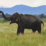 Wasgamuwa National Park Safari from Habarana - The Practical Side: Price, Duration, and Value