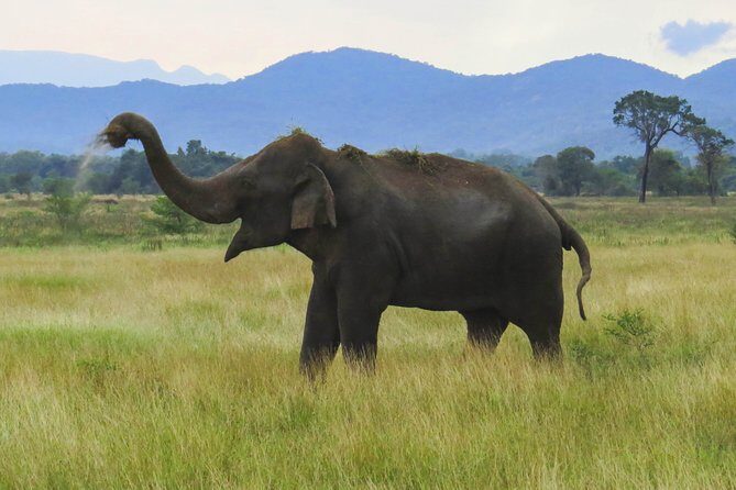 Wasgamuwa National Park Safari from Habarana - The Practical Side: Price, Duration, and Value