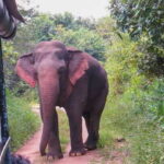 Wasgamuwa: Wasgamuwa National Park Private 3-Hour Safari - The Itinerary Breakdown