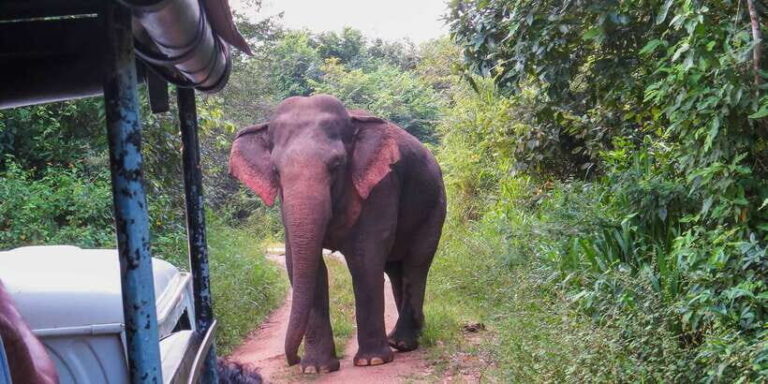 Wasgamuwa: Wasgamuwa National Park Private 3-Hour Safari - The Itinerary Breakdown