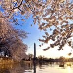 Washington: Cherry Blossom Tour - Why This Tour Works for Different Travelers