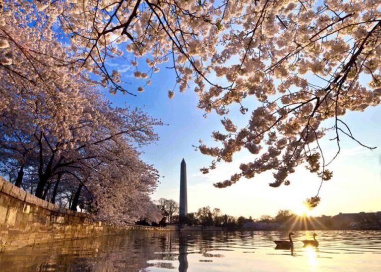Washington: Cherry Blossom Tour - Why This Tour Works for Different Travelers