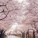 Washington D.C. Cherry Blossom,Baltimore 3-Day Tour from Boston - Who Is This Tour Best For?