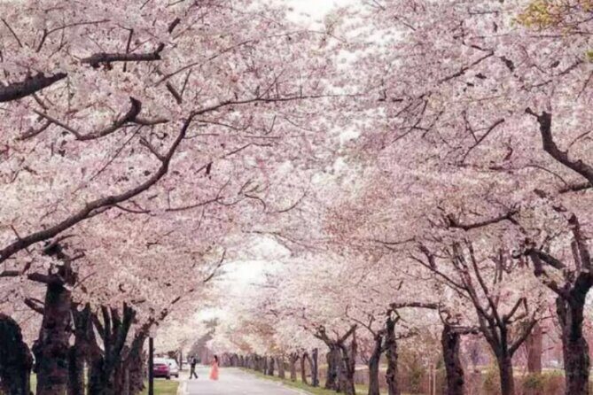 Washington D.C. Cherry Blossom,Baltimore 3-Day Tour from Boston - Who Is This Tour Best For?