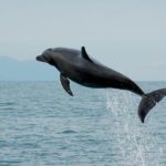 Watch and Swim with Dolphins in the Wild - The Experience: What Makes It Special