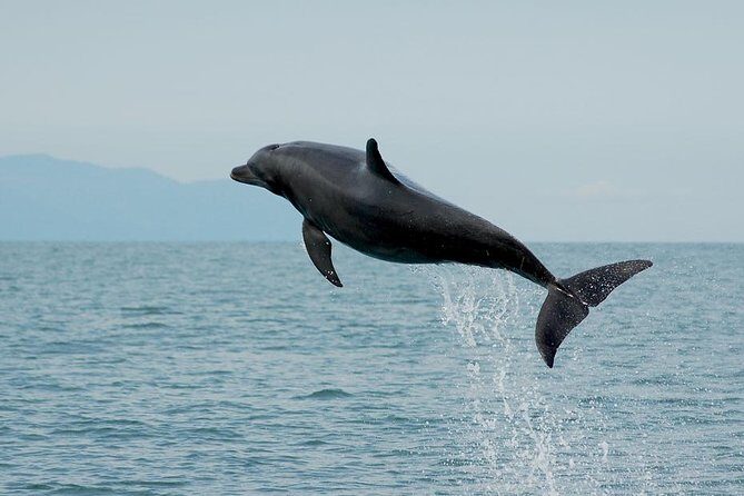 Watch and Swim with Dolphins in the Wild - The Experience: What Makes It Special