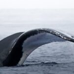 Watch and Swim with Humpback Whales in Moorea - What Makes This Tour Stand Out?