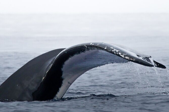 Watch and Swim with Humpback Whales in Moorea - What Makes This Tour Stand Out?