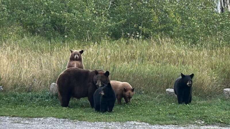Waterton's Wild Beauty: A Hidden Gem in the Rockies - Why We Think This Tour Offers Great Value