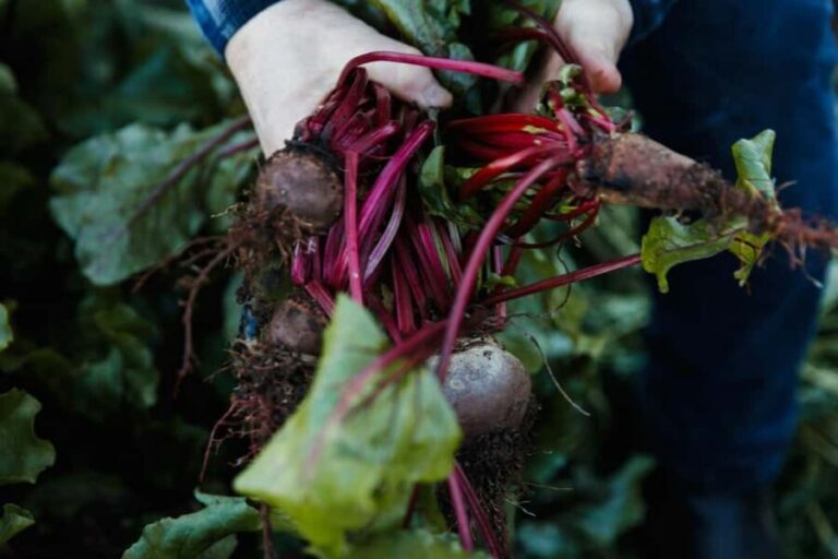 Watervale: Penobscot Farm Tour with Chef and 5-Course Lunch - Who Should Consider This Tour?