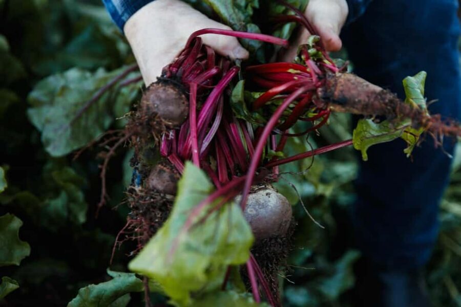 Watervale: Penobscot Farm Tour with Chef and 5-Course Lunch - Who Should Consider This Tour?