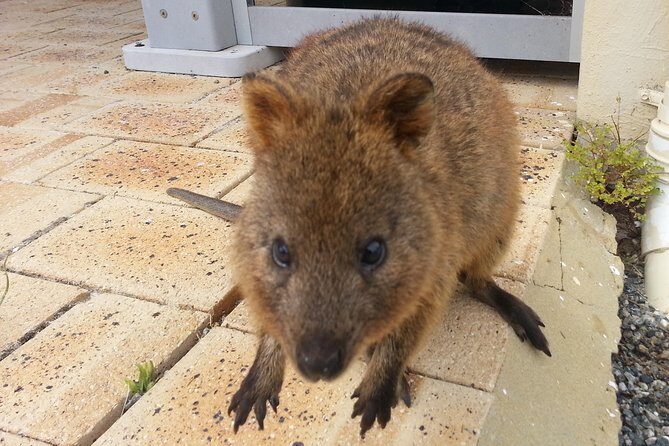 Wave Rock, Pinnacles and Rottnest One Day Aeroplane Tour - Detailed Breakdown of the Itinerary