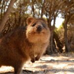 Wave Rock & Rottnest Island - Air & Ground Tour - What’s Included and What to Consider