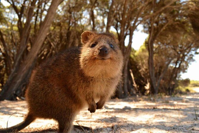Wave Rock & Rottnest Island - Air & Ground Tour - What’s Included and What to Consider