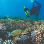 Wavedancer Low Isles Great Barrier Reef Sailing Cruise from Cairns - The Itinerary: A Step-by-Step Look