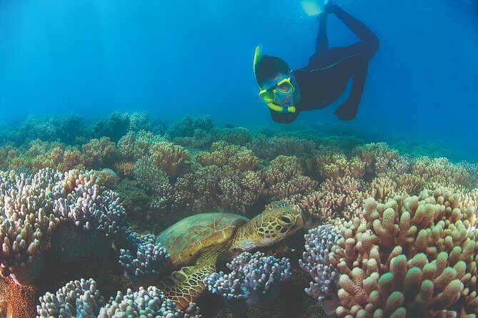 Wavedancer Low Isles Great Barrier Reef Sailing Cruise from Cairns - The Itinerary: A Step-by-Step Look