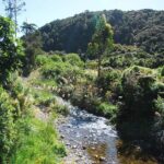 Wellington Native Bush Walking Tour - Key Points