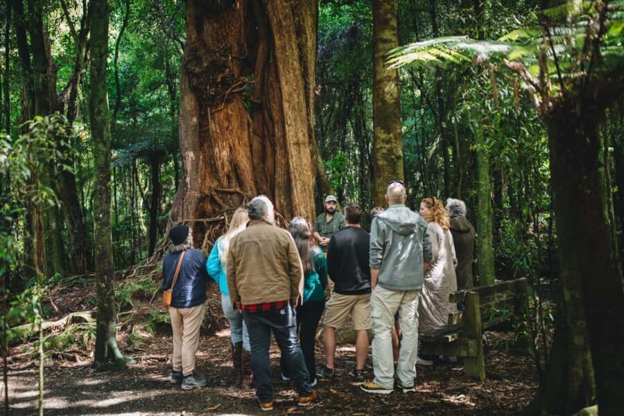Wellington: Original LOTR Full-Day Tour with Weta & Lunch - The Itinerary in Detail