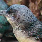 Wellington Zoo Entry Ticket + Animals of Aotearoa Group Tour - A Close-Up with Iconic Native Animals