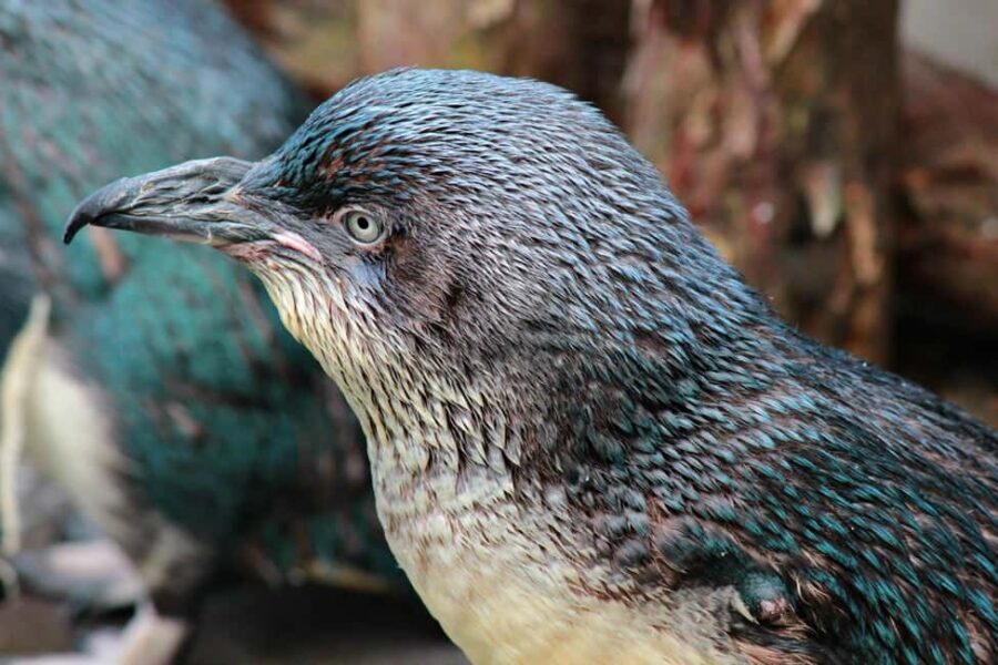 Wellington Zoo Entry Ticket + Animals of Aotearoa Group Tour - A Close-Up with Iconic Native Animals