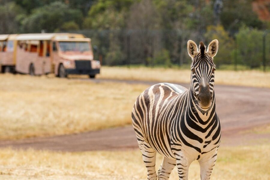 Werribee Open Range Zoo: Entry Ticket - The Safari Tour: Why It’s a Must-Do