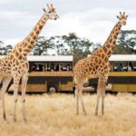 Werribee Open Range Zoo General Admission Ticket - The Safari Bus Tour: The Heart of the Experience