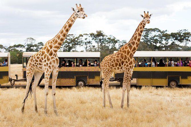 Werribee Open Range Zoo General Admission Ticket - The Safari Bus Tour: The Heart of the Experience