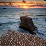 West Coast Discovery - Piha Beach or Muriwai Beach from Auckland - Who Will Appreciate This Tour?