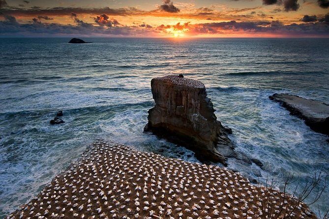 West Coast Discovery - Piha Beach or Muriwai Beach from Auckland - Who Will Appreciate This Tour?