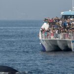 West Harbor LA Whale and Dolphin Watching Cruise - The Itinerary in Depth