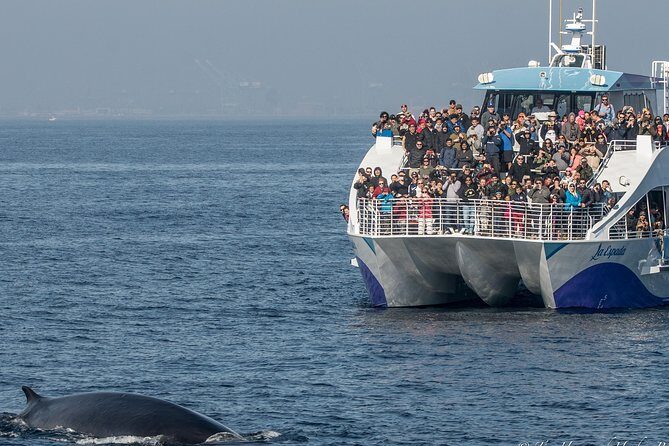 West Harbor LA Whale and Dolphin Watching Cruise - The Itinerary in Depth