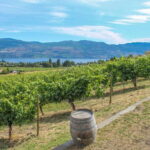 West Kelowna: Afternoon Sightseeing and Wine Tour - What Travelers Are Saying
