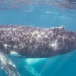 Western Australia: Swim with Humpback Whales - Who Should Consider This Tour?