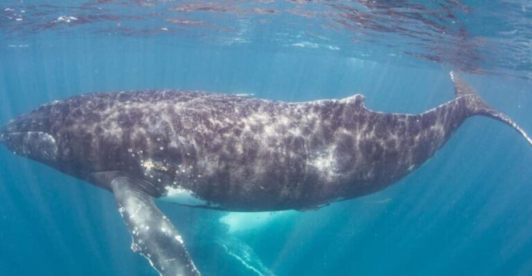 Western Australia: Swim with Humpback Whales - Who Should Consider This Tour?