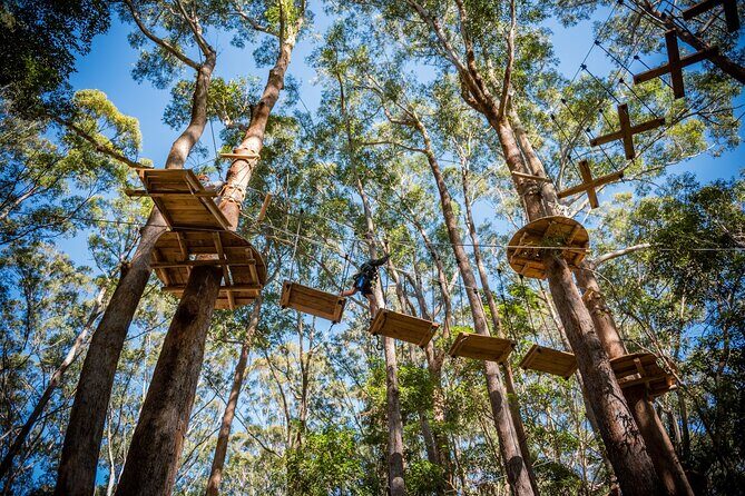 Western Sydney Tree Ropes Course - The Value of This Adventure