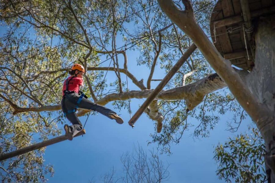 Western Sydney: Tree Ropes Courses - What Makes the Experience Stand Out?