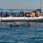 Whale and Dolphin Watching with a Biologist in Puerto Vallarta - The Bottom Line
