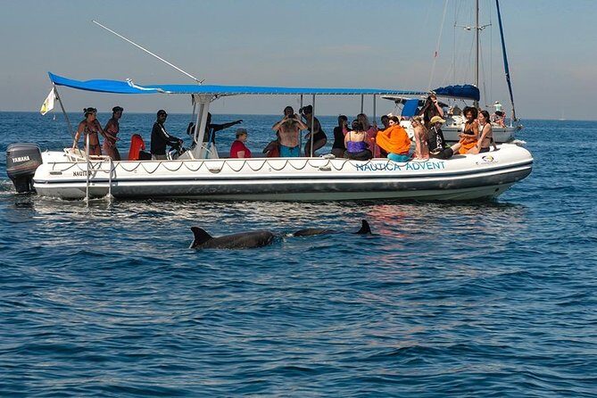 Whale and Dolphin Watching with a Biologist in Puerto Vallarta - The Bottom Line