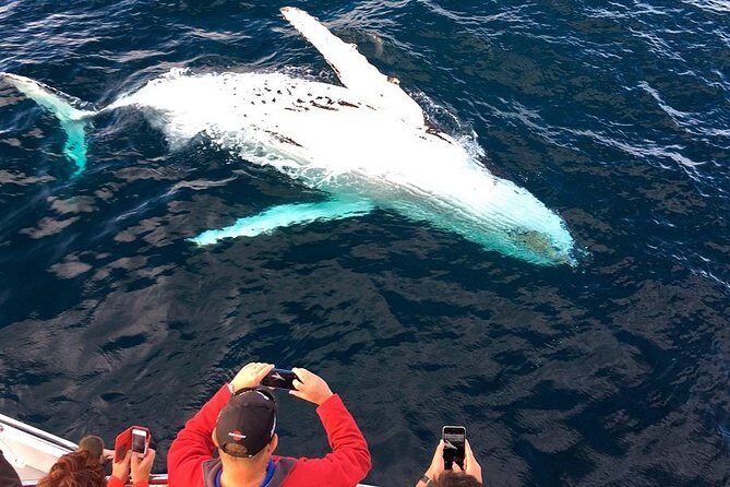 Whale & Dolphin Watching Cruise in Puerto Vallarta All Inclusive - Analyzing the Experience: Value, Duration, and Practicalities