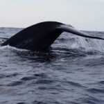 Whale & Dolphin Watching Tour in Trincomalee | Scenic Boat Ride - Final Thoughts: Is It Worth It?