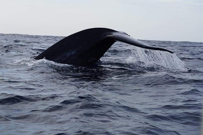 Whale & Dolphin Watching Tour in Trincomalee | Scenic Boat Ride - Final Thoughts: Is It Worth It?