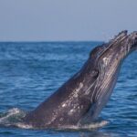 Whale Encounter Puerto Vallarta - Authentic Feedback
